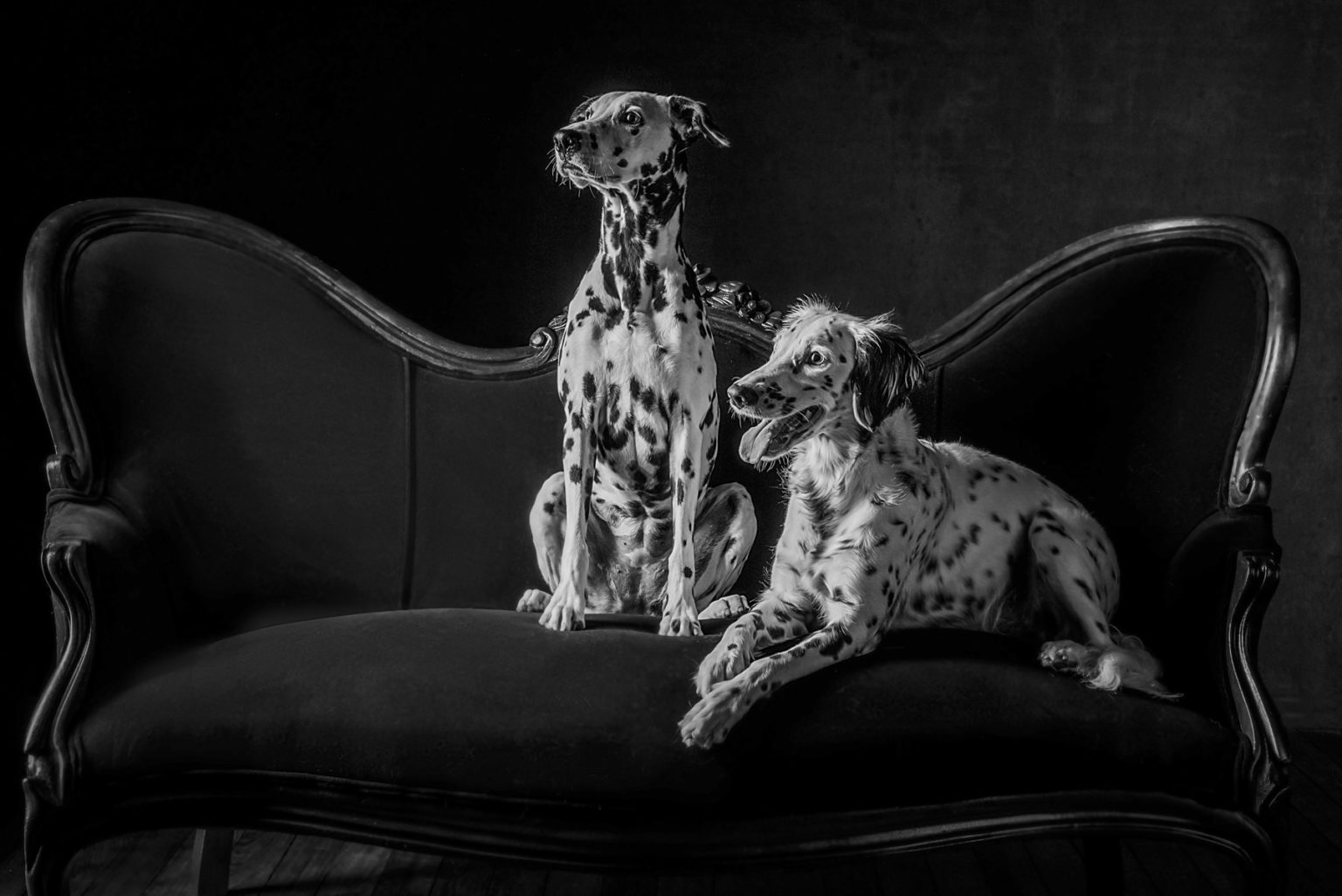 Women & Dogs - Jennifer Lindberg Studios